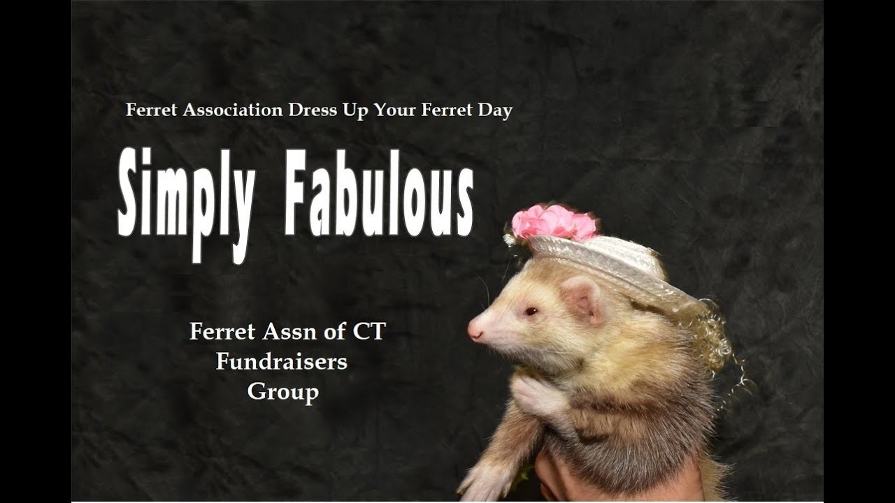 Ferrets Dressed Up