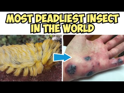 The 10 Most Deadliest Insects in the World - YouTube
