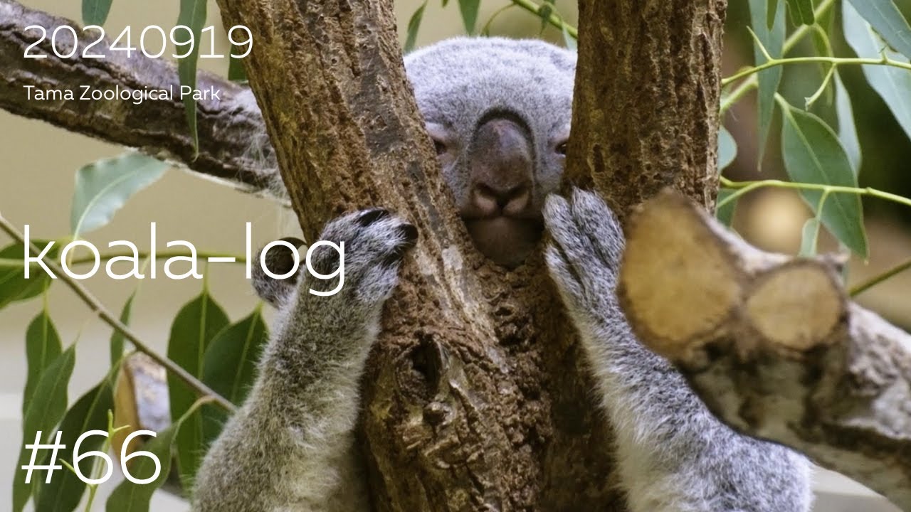 [koala-log] コアラログ #66 多摩動物公園 240919🐨 - YouTube