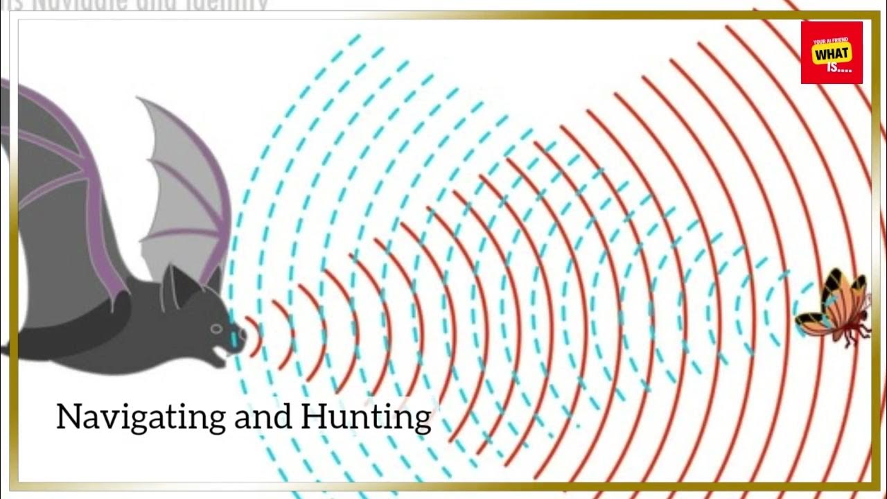 How Do Bats Use Echolocation to Navigate in the Dark - YouTube