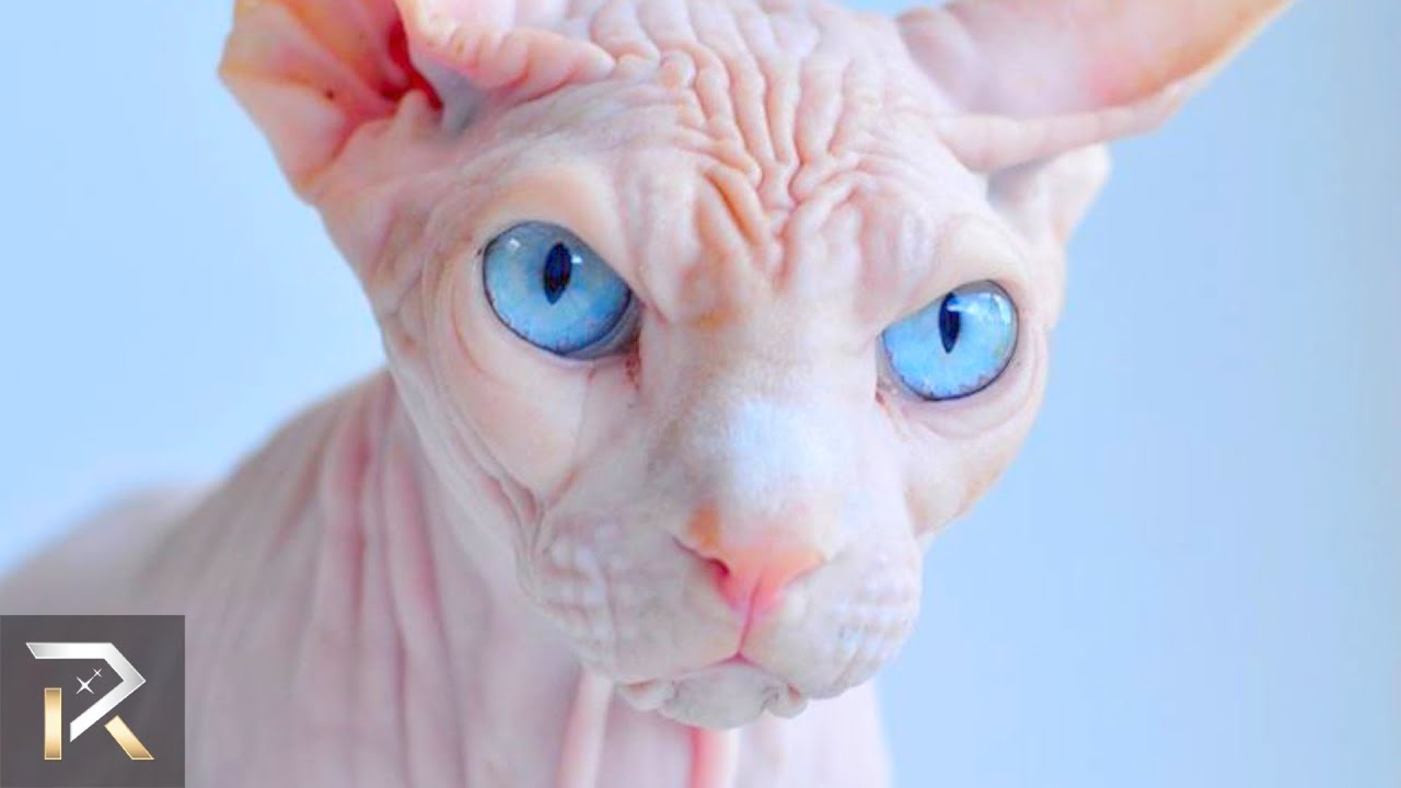 10 Expensive Cats Only Rich People Can Afford - YouTube