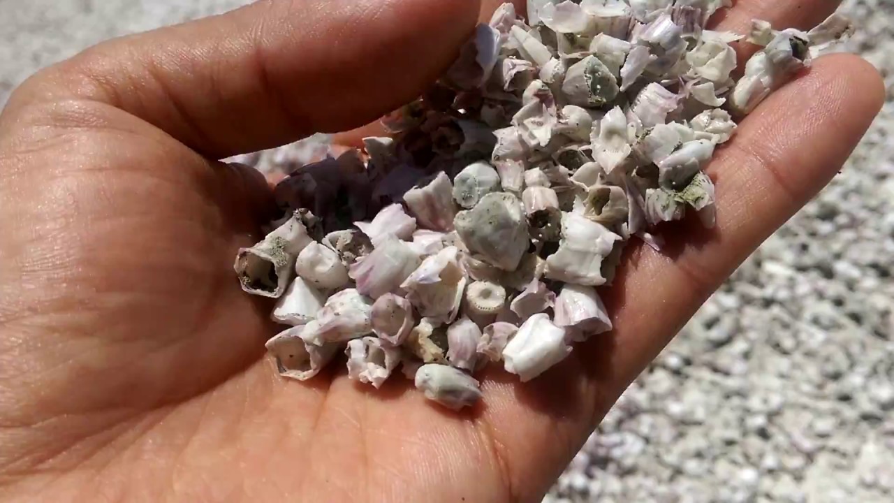 The eerie Salton Sea sand: pulverized dead fish! - YouTube