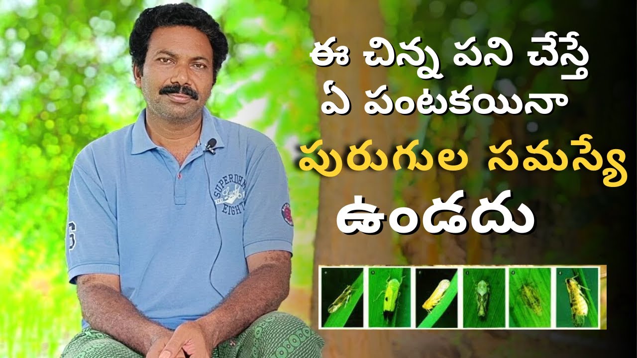 ఏ పంటకయినా పురుగుల సమస్యే ఉండదు || ravi raju farming - YouTube