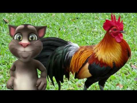 Kedi Tomun şarkısı