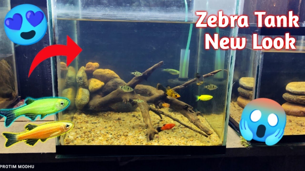 Clining My Zebra Tank 😍 - YouTube