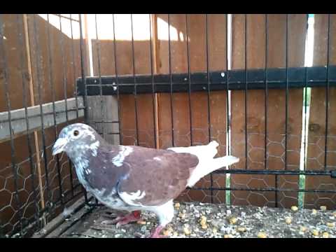 Homing Pigeon - Red T-Pattern Pied - YouTube