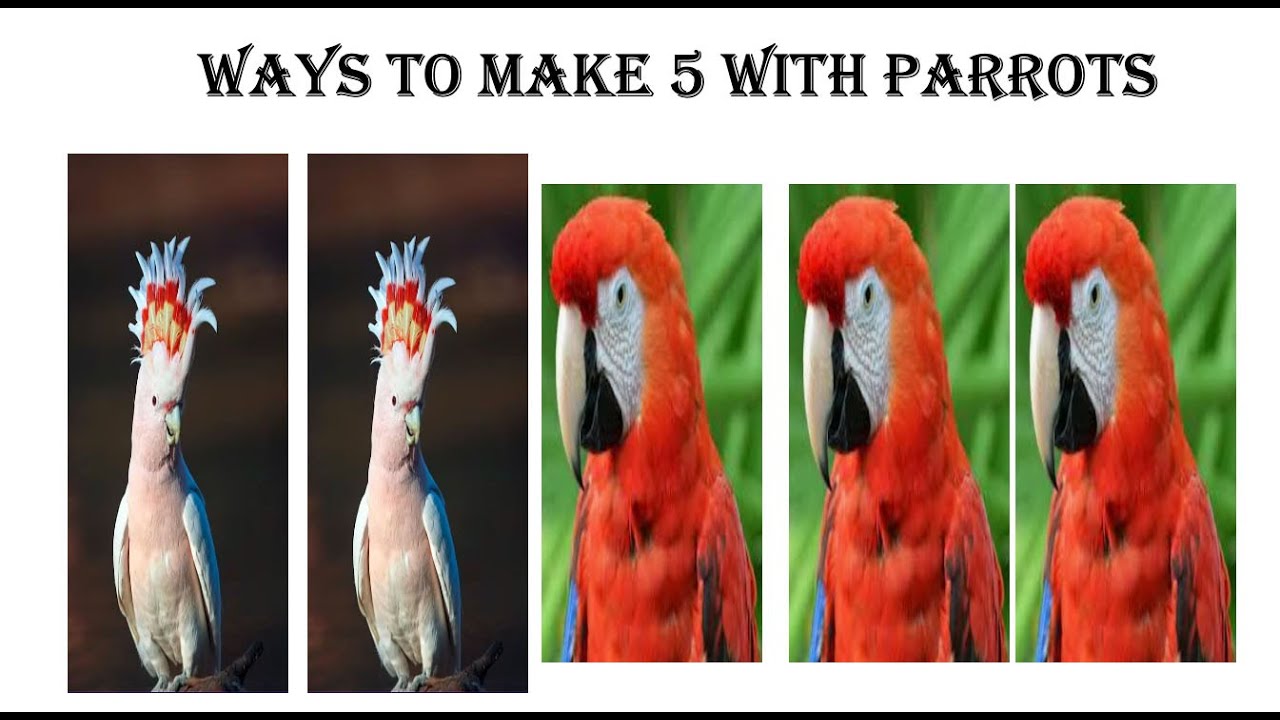 Fun With Numbers by Adding Ways to Make 5 With Parrots #3 - YouTube