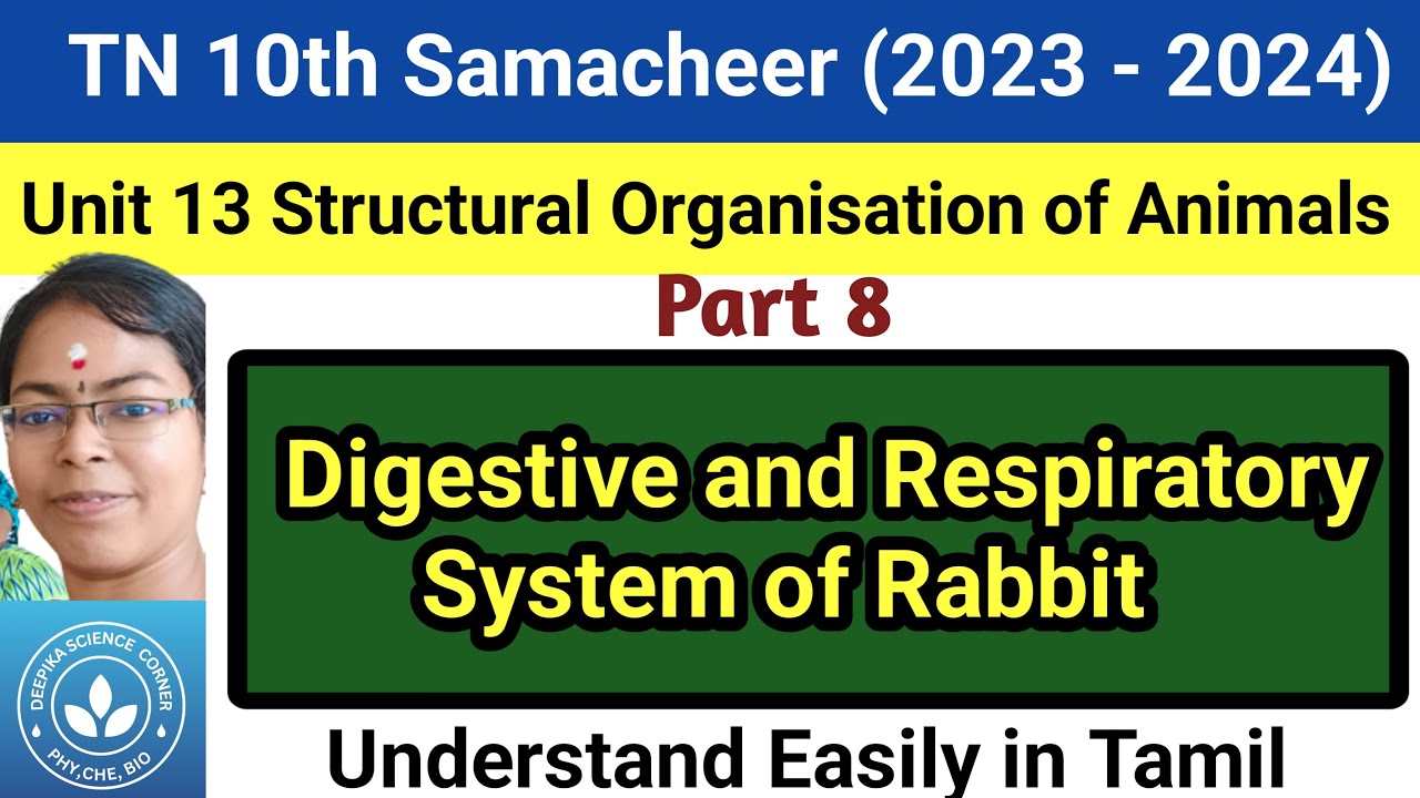 Digestive and Respiratory System of Rabbit| Class 10 Science Term 1 ...
