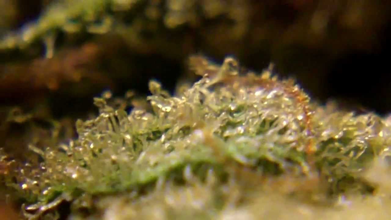 Ep 152 Super Blue Dream Azure Haze Hd Weed Review 720p DJ Short ep-152-super-blue-dream-azure-haze-hd-weed-review-720p-dj-short