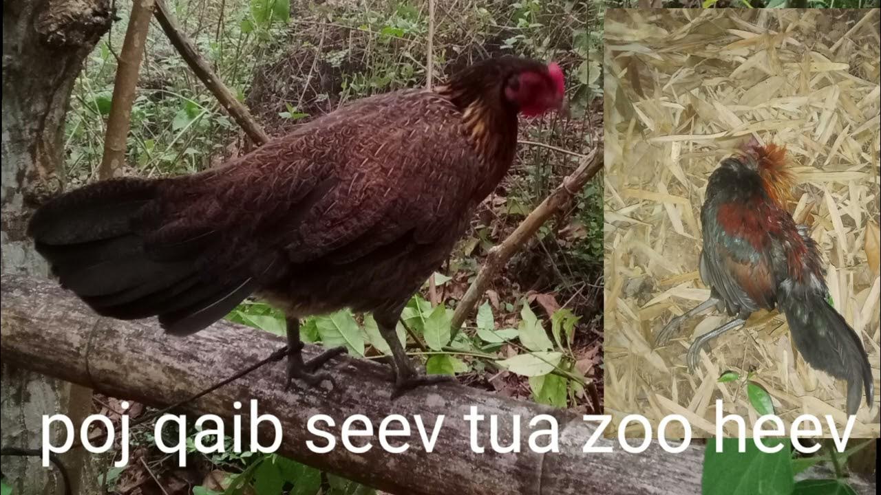 เสียงไก่ป่าตัวเมีย suab poj qaib seev tua zoo heev np3 - YouTube