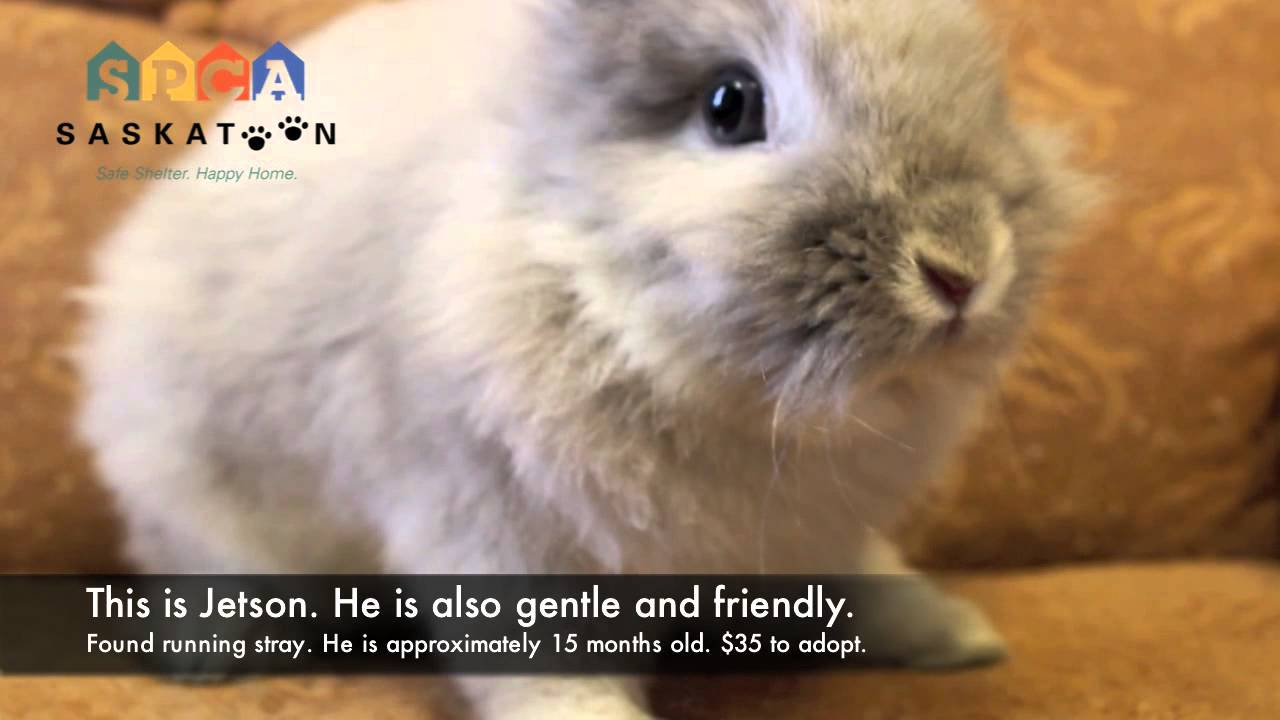 Adoptable Pets | Rabbits at Saskatoon SPCA - YouTube