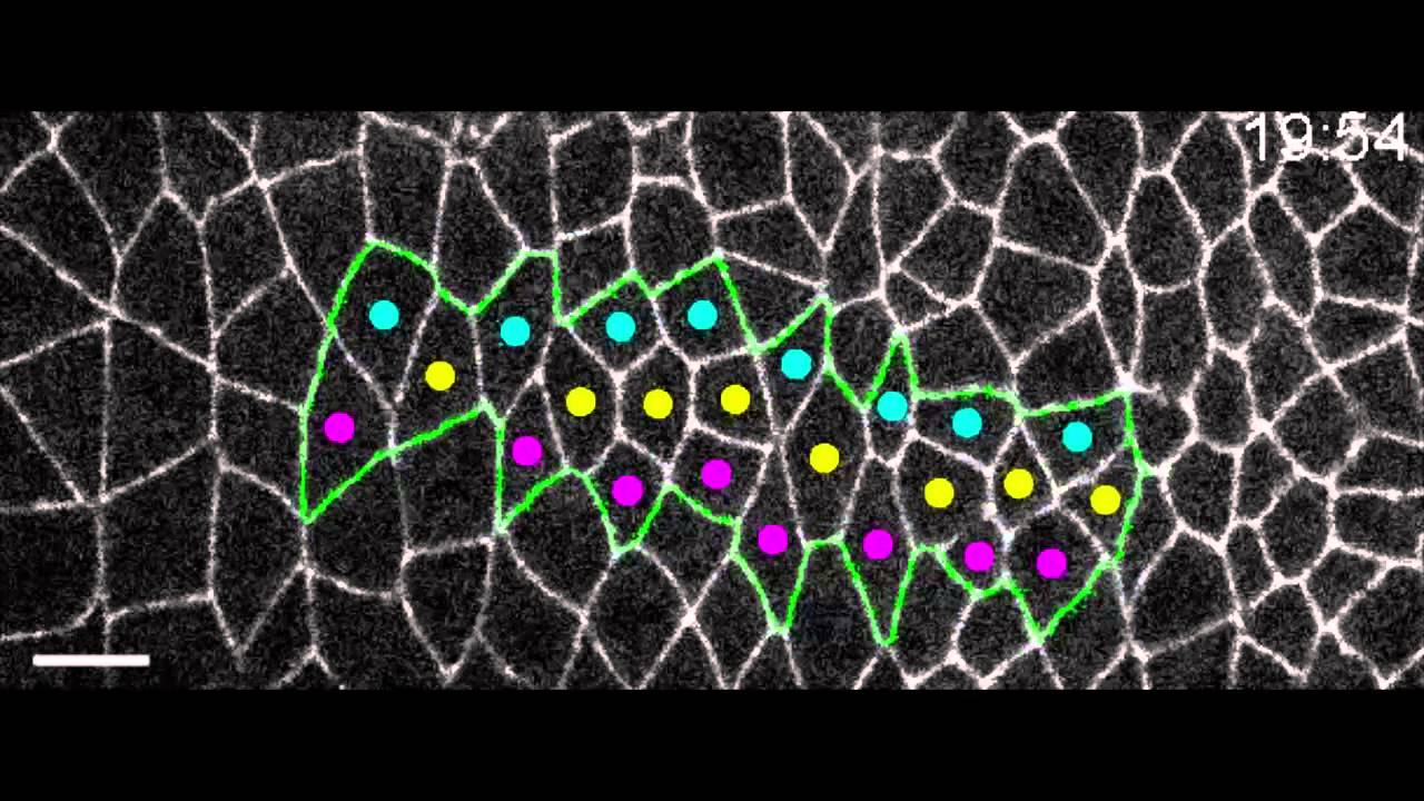 Germ band extension in Drosophila - YouTube