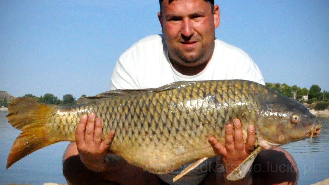 Sazan życiówka, karpie i sumy Rio Ebro Hiszpania | 10 dni - wędkarstwo ...