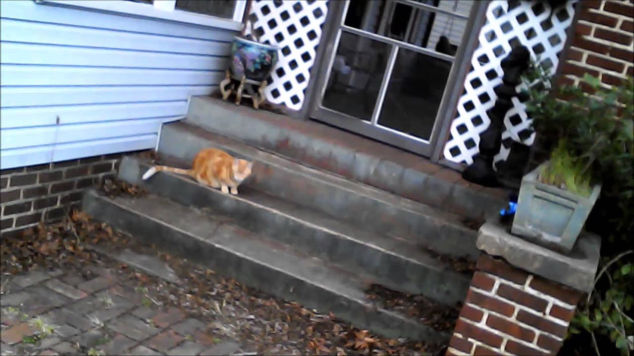 Linus the Cat - YouTube