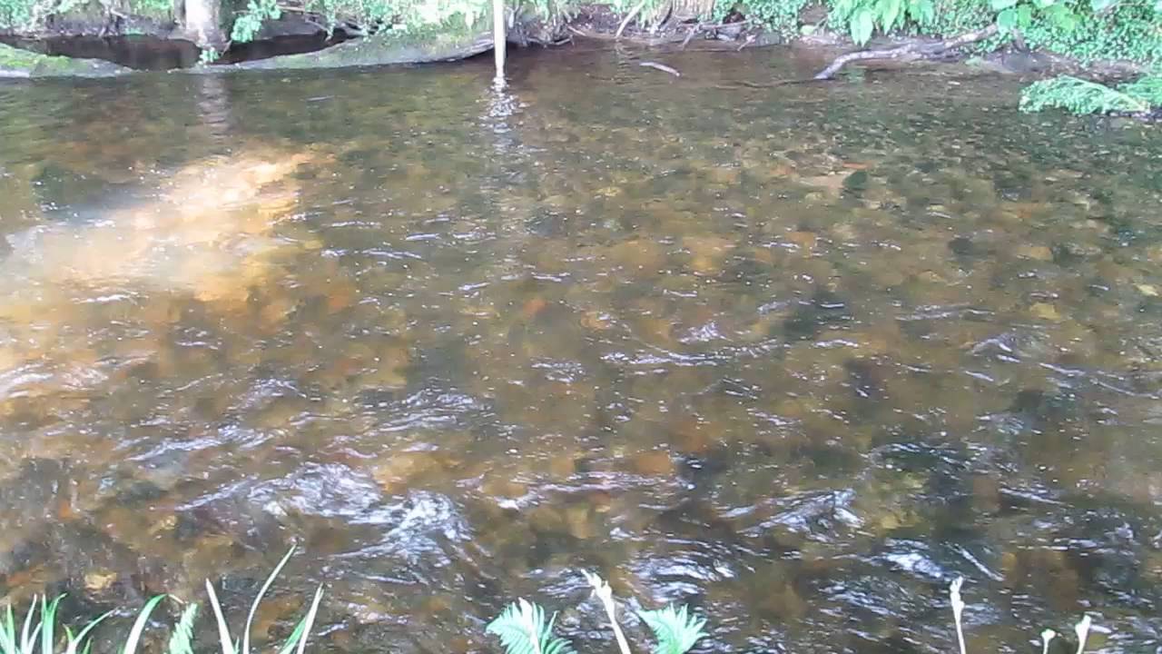 River Camel fishing conditions 23rd June - YouTube