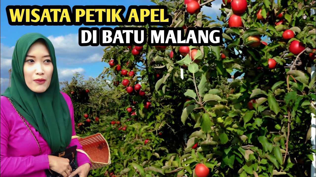 Wisata Petik Apel Di Batu Malang‼️- Makan Sepuasnya - YouTube