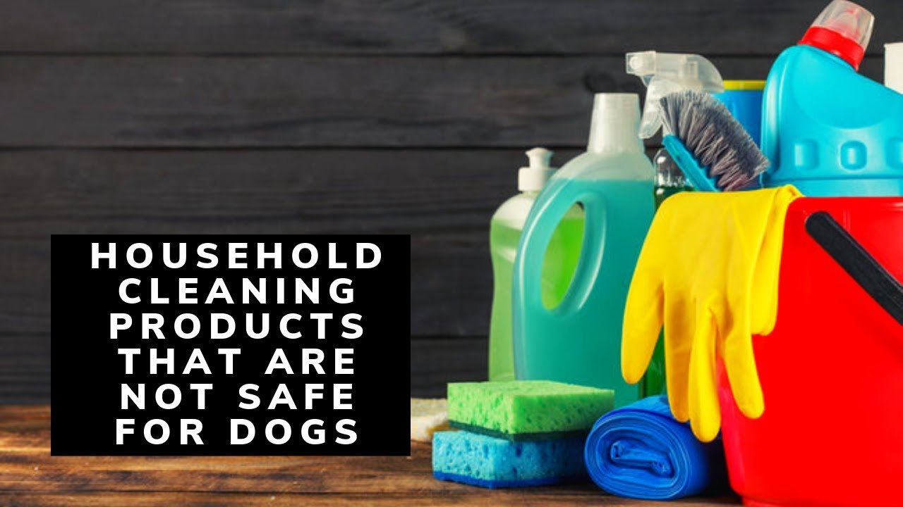 Household Cleaning Products That Are Not Safe for Dogs - YouTube