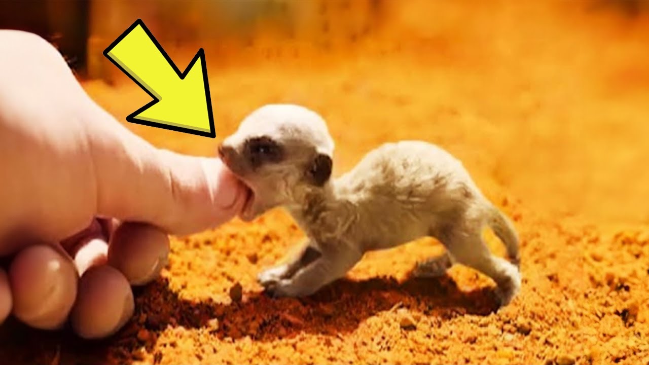 Girl Gets Bitten By Strange Creature. She Bursts Into Tears When Doctor ...