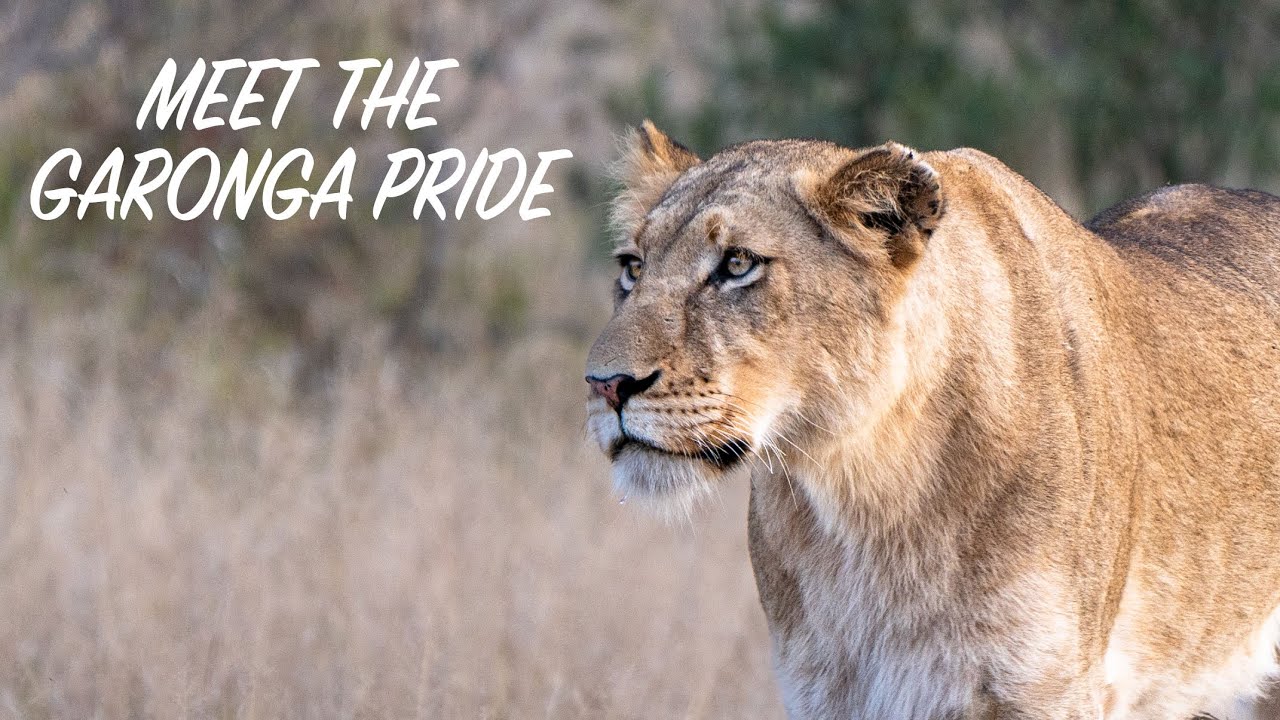 Meet the Garonga pride🦁 - YouTube
