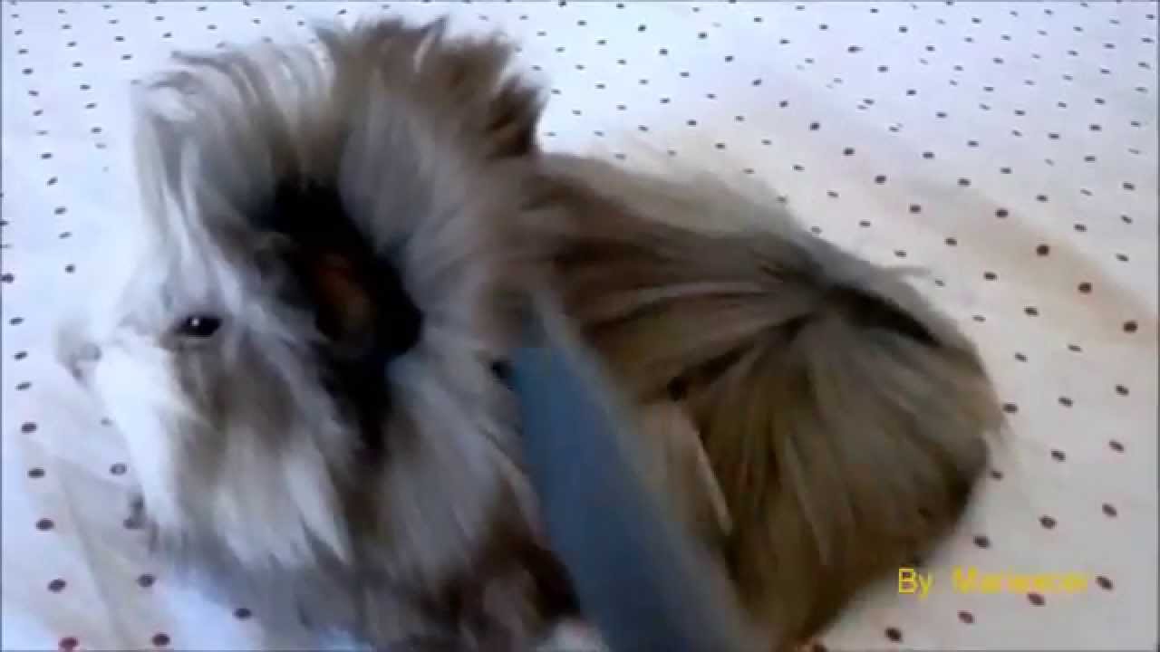 Guinea pig Peruvian slate Porquinho da Índia peruano slate - YouTube