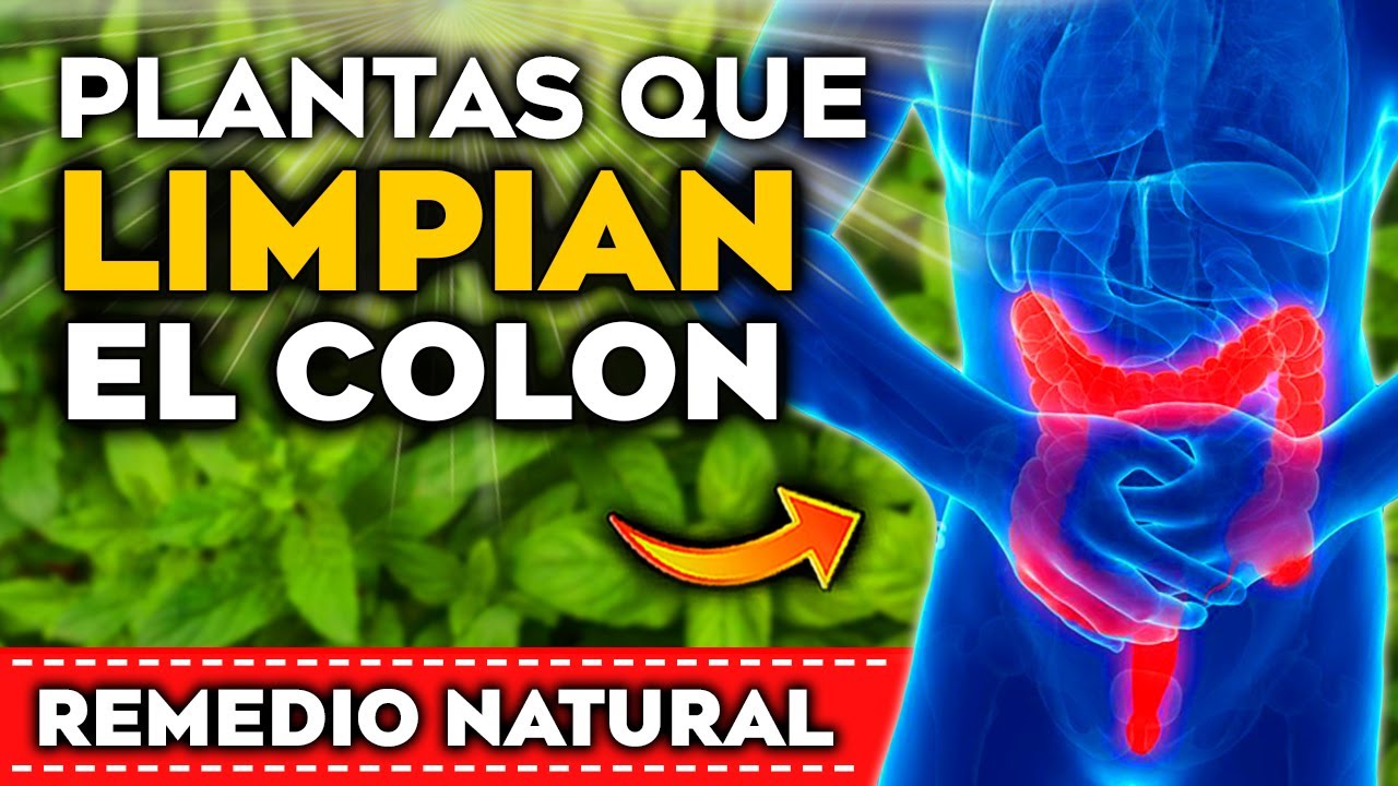 Estas Hierbas LIMPIAN tu COLON, Alivian el ESTREÑIMIENTO y DESTAPAN ...