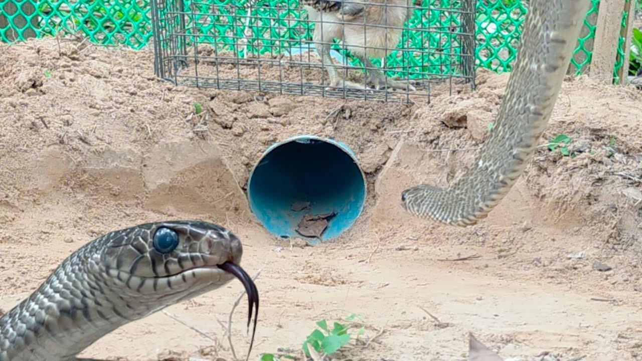 DIY Video Design plastic pipes, deep pits and chicks to easily build ...