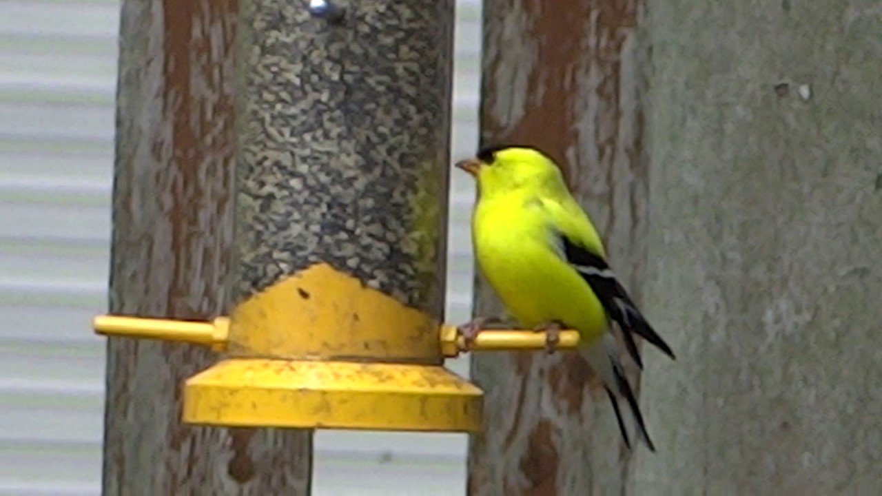 New Jersey State Bird Yellow Finch - YouTube