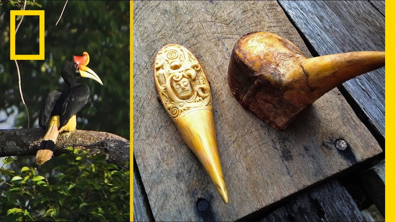 Black Market Demand for 'Red Ivory' Is Dooming This Rare Bird | Short ...