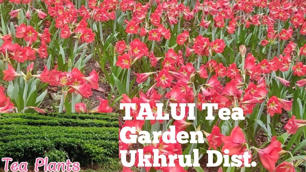 Talui Tea garden/johnbasnet - YouTube