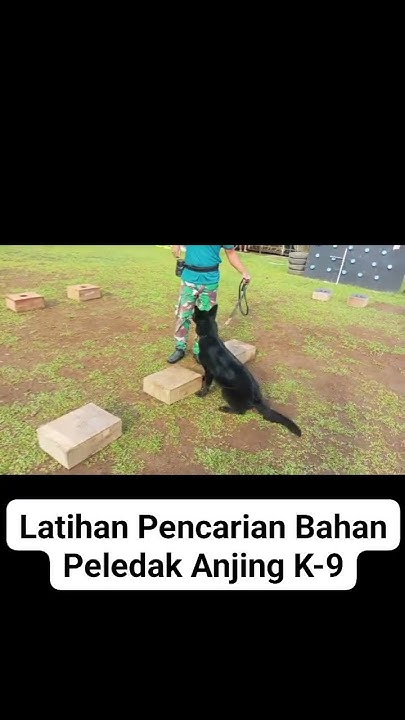 Latihan Pencarian Bahan peledak anjing K-9 - YouTube