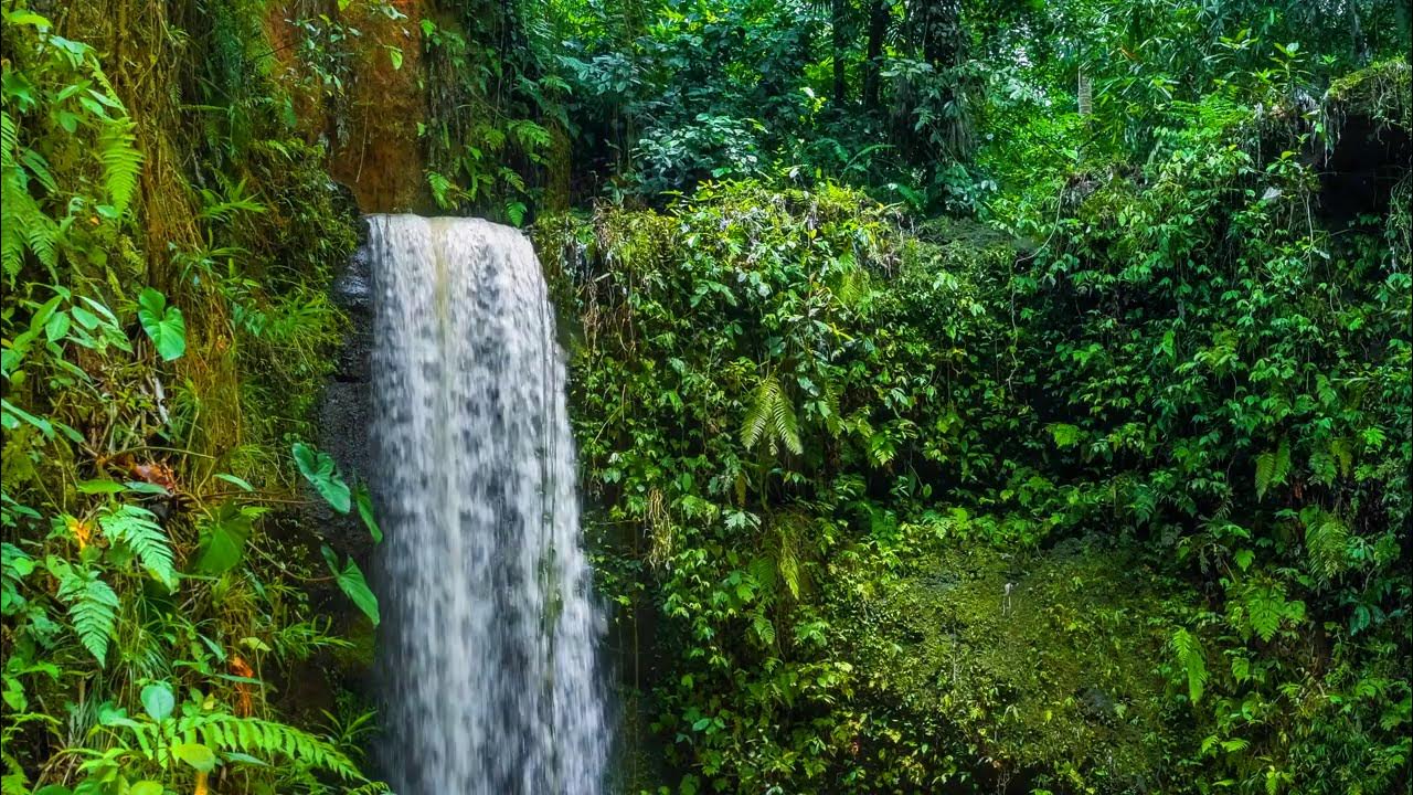 Calming Waterfall in the Rainforest. Relaxing Nature Sounds. (10 hours ...