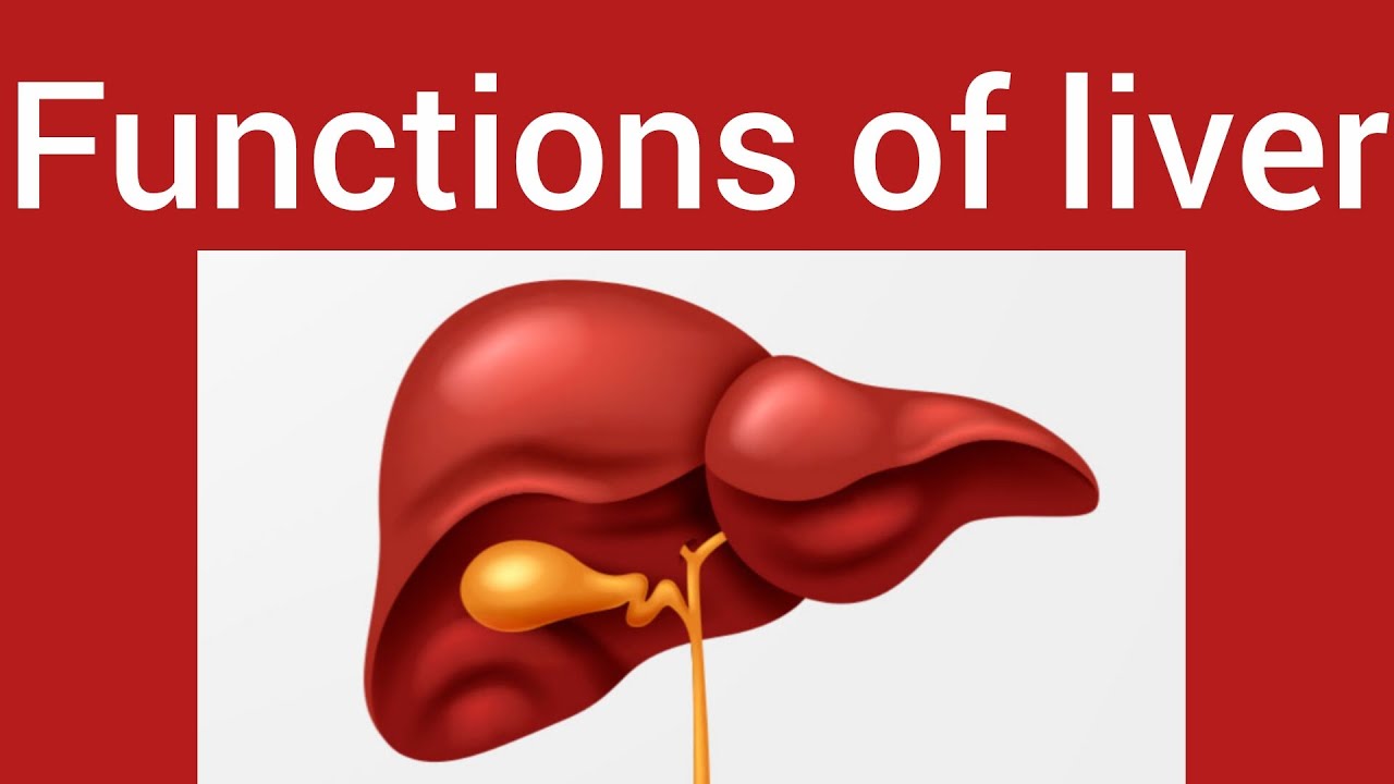 Functions of liver in short points #liver #science #humanbody #medical ...