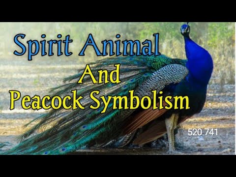 Peacock Spirit Animal and Its Symbolic Meaning - YouTube