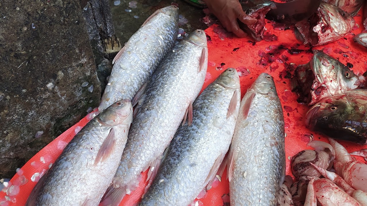 Big mrigal carp fish cutting in the sea // bangladeshi village fish ...