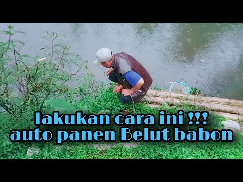 MANCING BELUT AMBYAR (CARI TAU MASTER NGUREK PAKE UMPAN JITU)