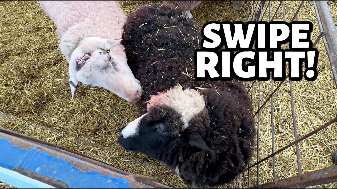 Sheepishly Me – Opening Soon