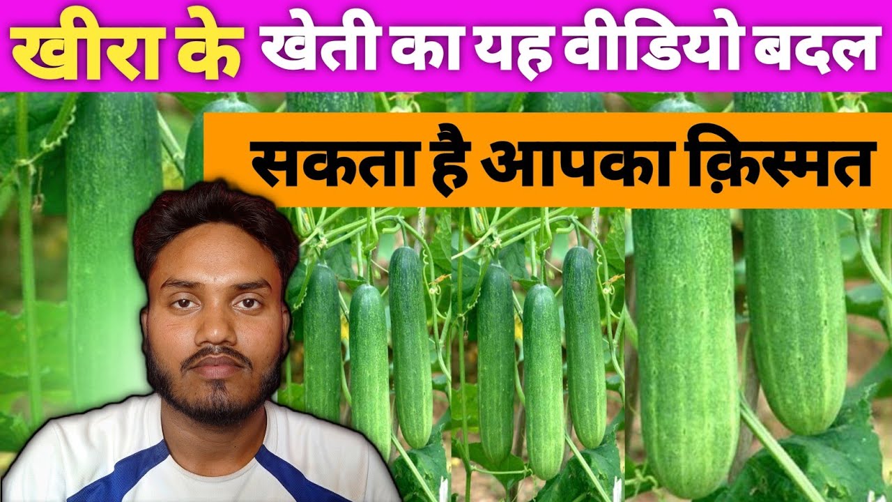 खीरा की खेती कब और कैसे करें || खीरा का खेती || Kheera Ki Kheti ...