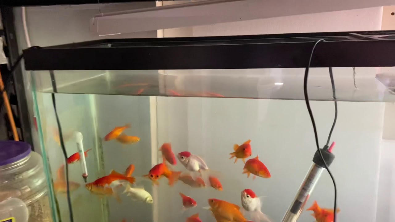 Feed goldfish with Lemon! Their color changes sharp! - YouTube