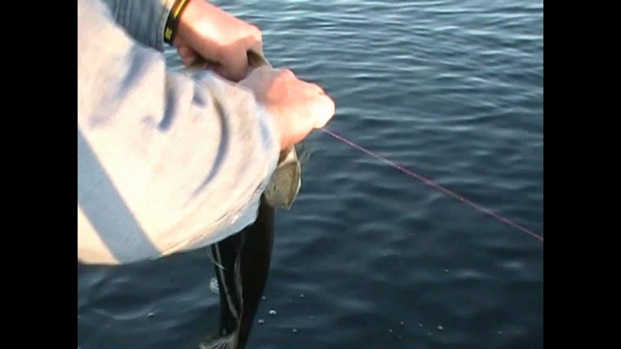 Florida Trophy Bass Fishing - YouTube