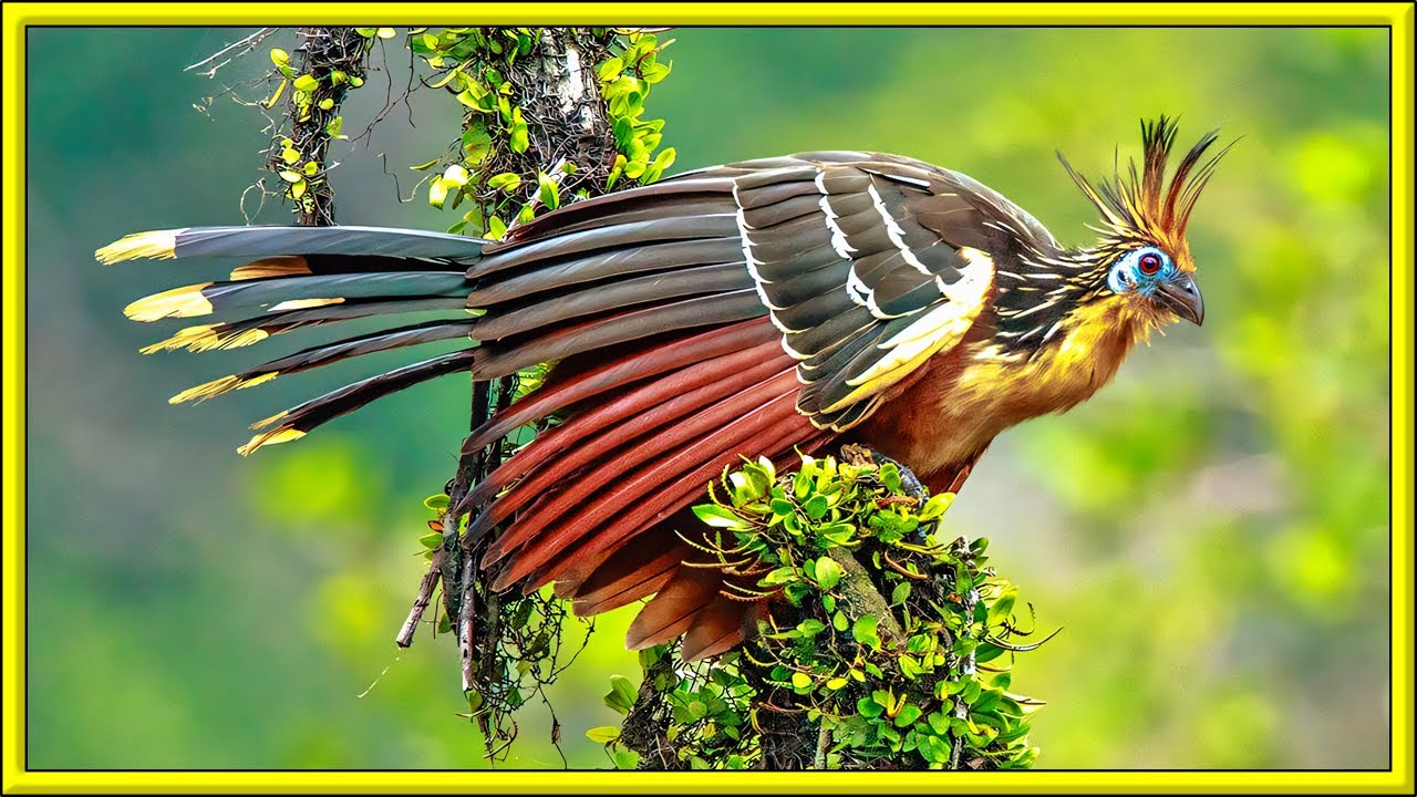 Meet the Perfect Bird With Claws on Its Wings. - HOATZIN - YouTube