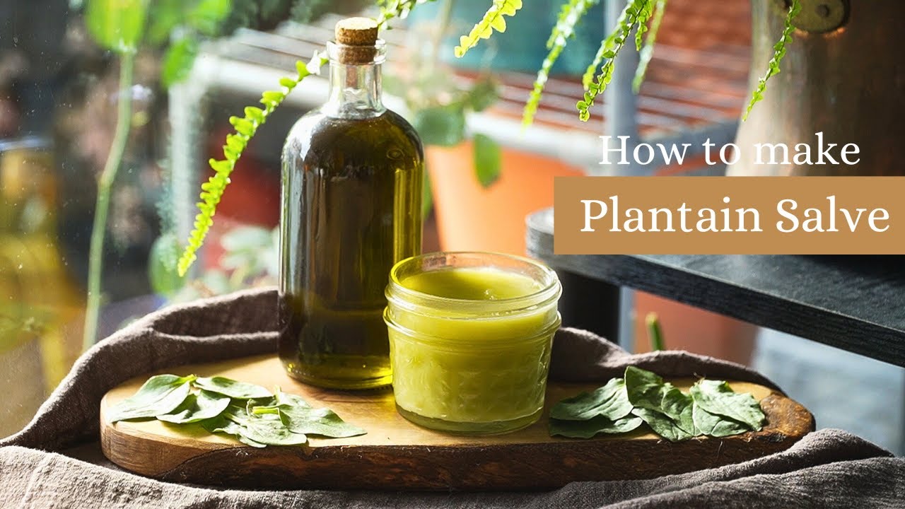 Plantain Salve- Healing and Soothing Herbal Skin Recipe - YouTube