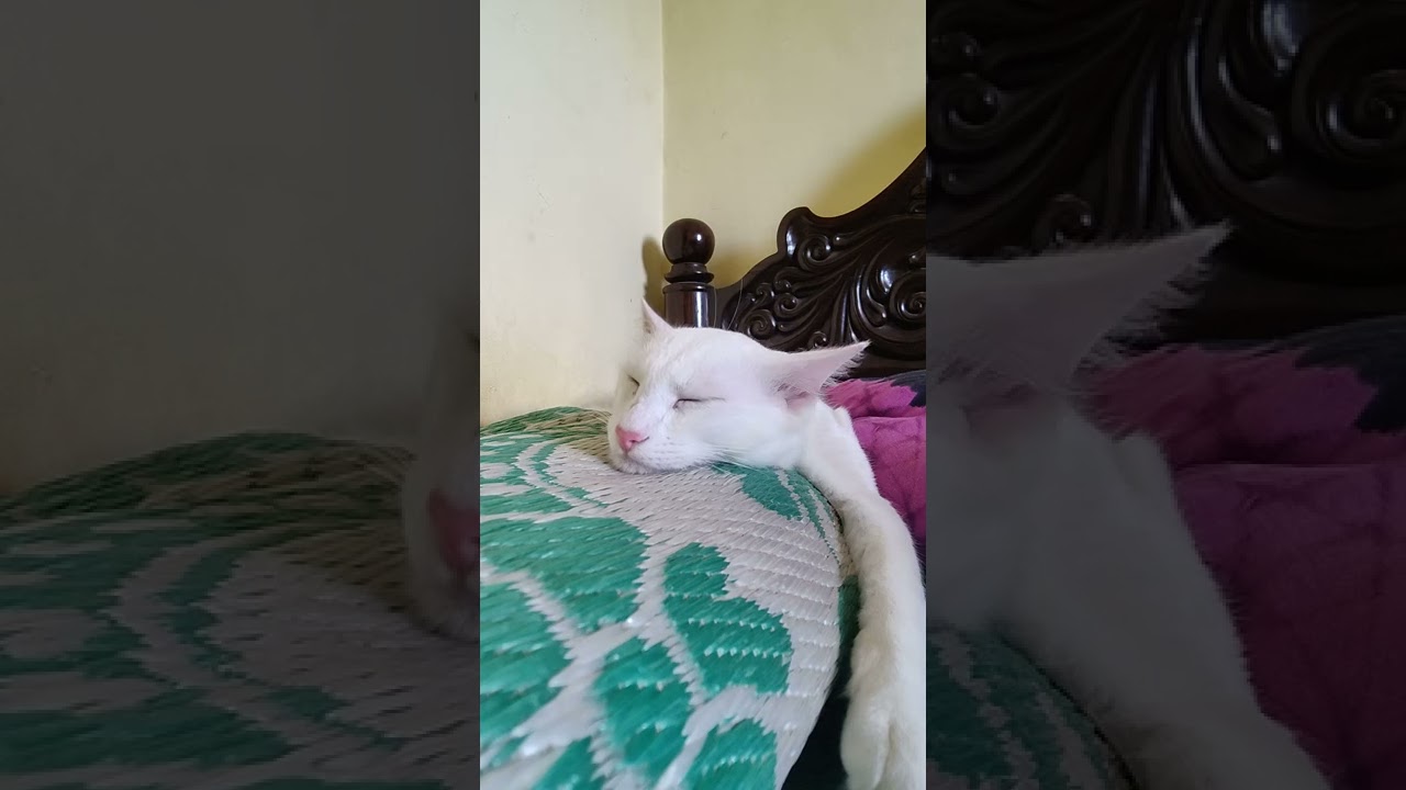 Sniffy Sniff! Eat-Plat-CatNap-Repeat #cat #cats #catlover #pussycat # ...