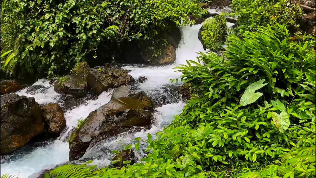 Peaceful Flowing Stream Ambience for Relaxation, Meditation, and Better ...