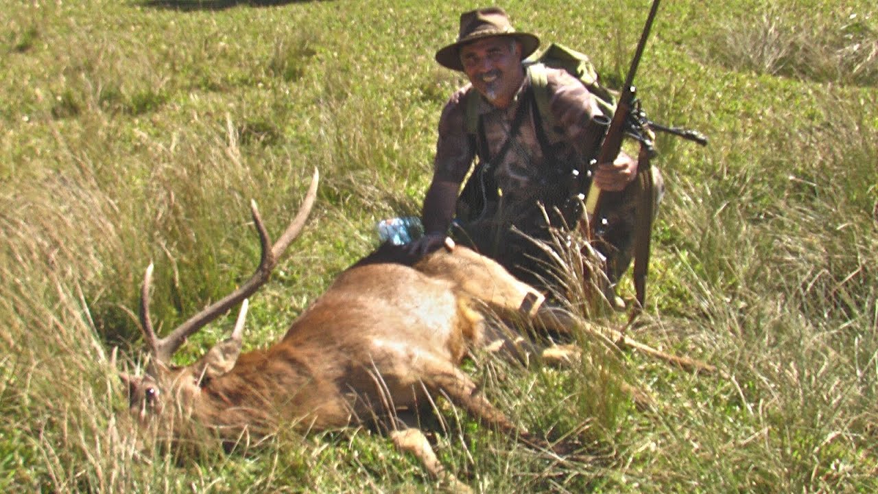 Hunting Rusa deer in the roar with 300 WSM at 286 meters in New ...