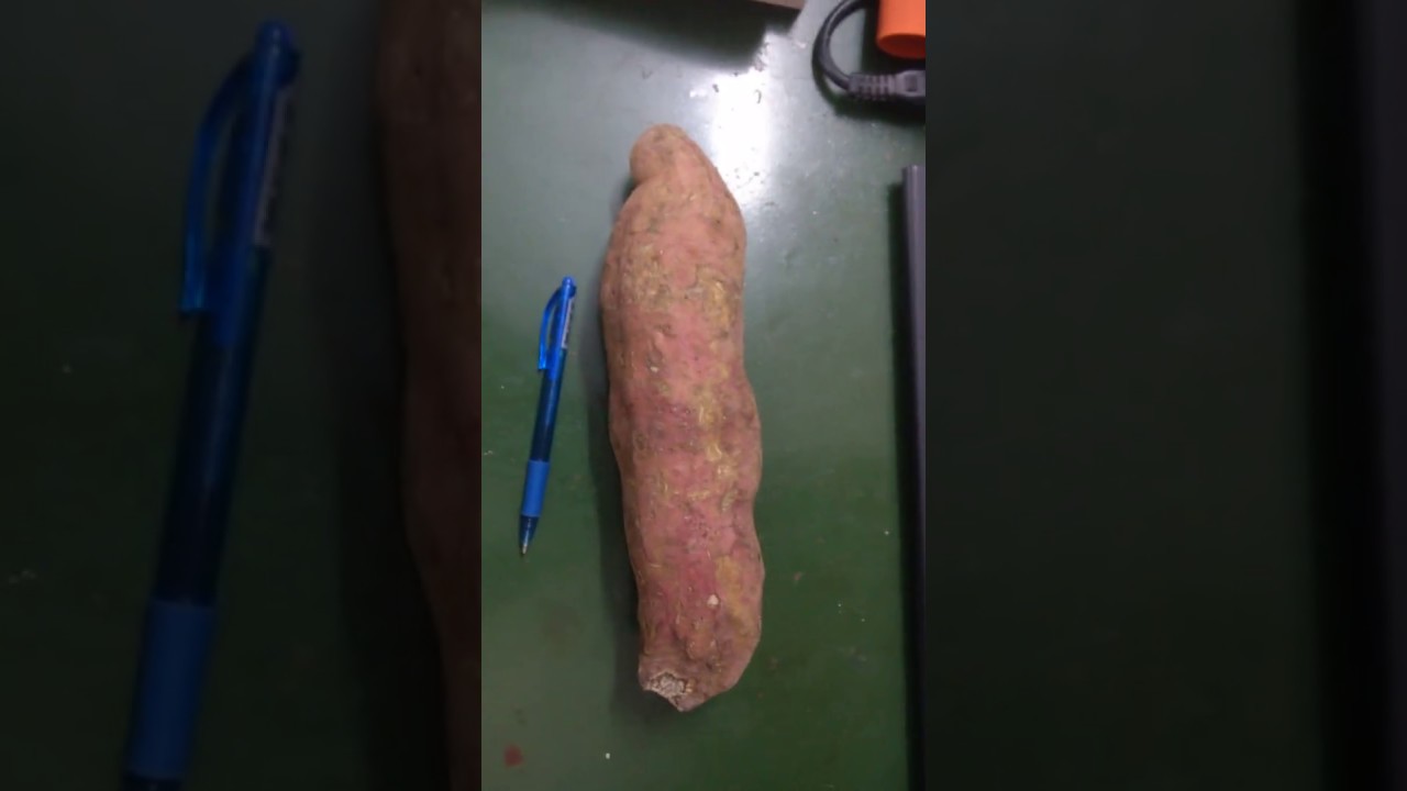 biggest sweet potato ! India - YouTube