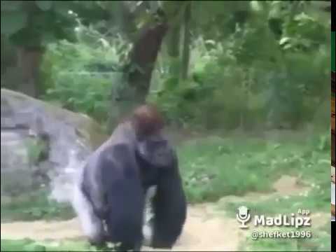Şhevket gacesine sinirleniyo