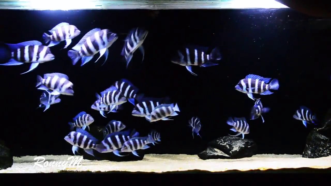 Frontosa Blue Moba Feeding Time Aquarium Lovers Fish Tank Fishkeeping ...
