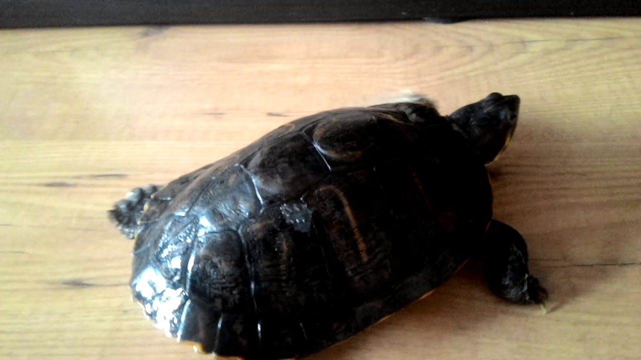 Jurassic Turtle 🐢 - YouTube