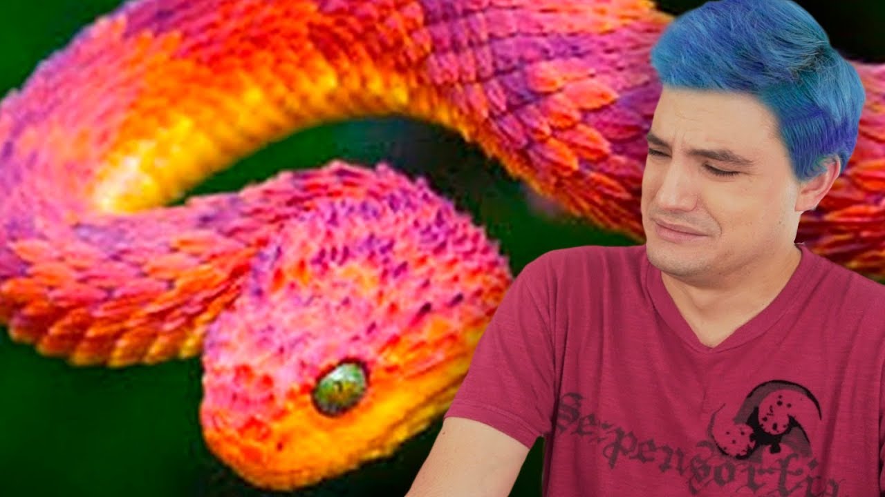 OS 10 ANIMAIS MAIS VENENOSOS DO MUNDO [+10] - YouTube