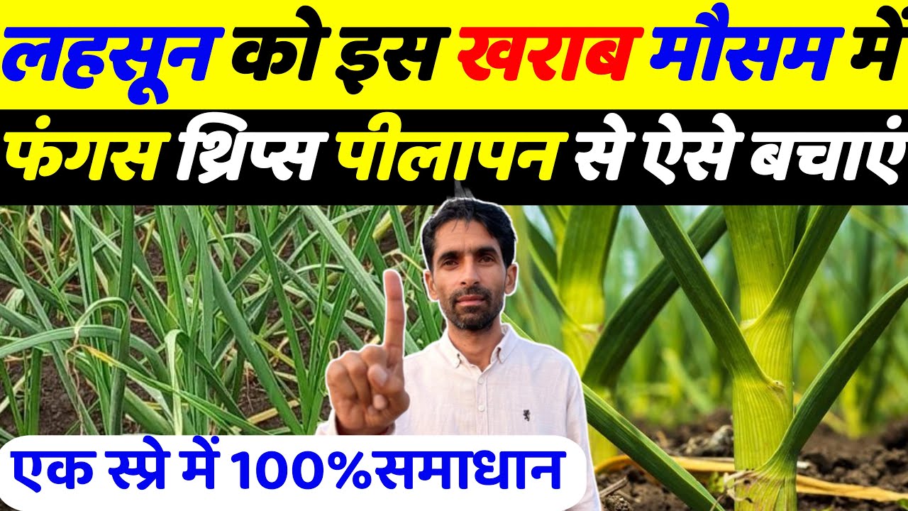 इस खराब मौसम में लहसुन को फंगस थ्रिप्स पीलापन से कैसे बचाएँ | Lahsun ki ...